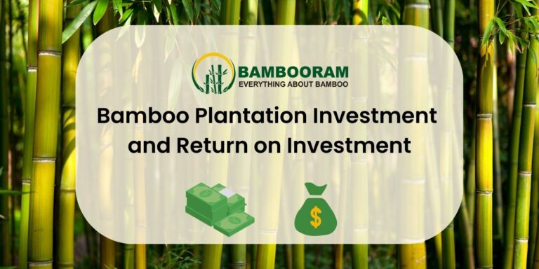Bamboo Plantation Investment and Return on Investment